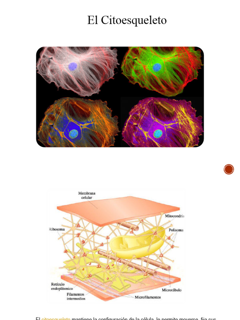 Clase 3.2 Citoesqueleto | PDF