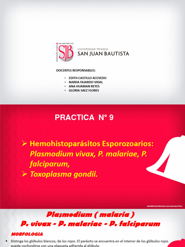 PRACTICA 9 Plasmodium y Toxoplasma | PDF | Plasmodium Falciparum | Plasmodium