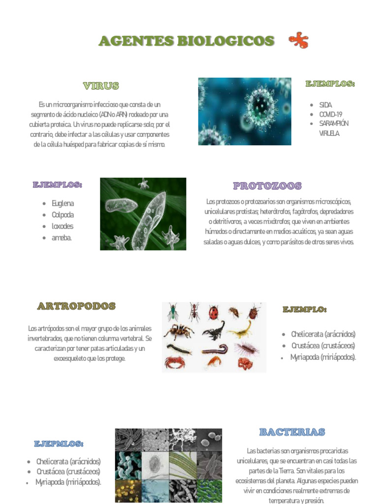 Agentes Biologicos | PDF | Microorganismo | Protozoos