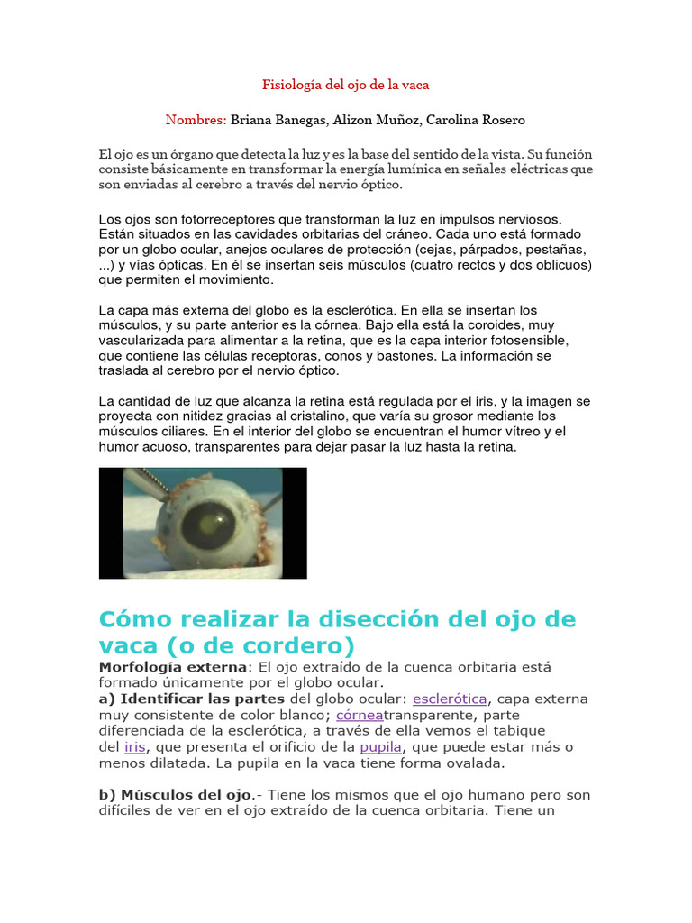 Fisiología y disección del ojo de vaca | PDF | Ojo humano | Ojo