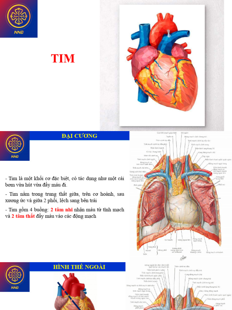 Tim | PDF