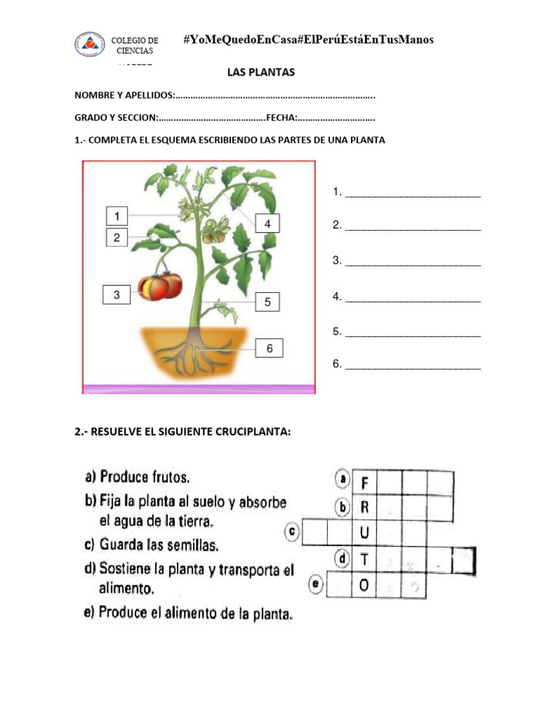 Actividades sobre partes de las plantas | PDF | Historia