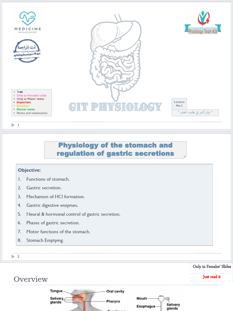3 - Physiology of The Stomach and Regulation of Gastric Secretions | PDF | Stomach | Action ...