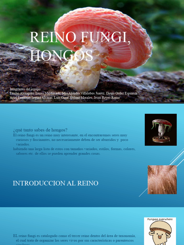 Reino Fungi - Hongos | PDF | Salud y bienestar | Ciencia y matemáticas