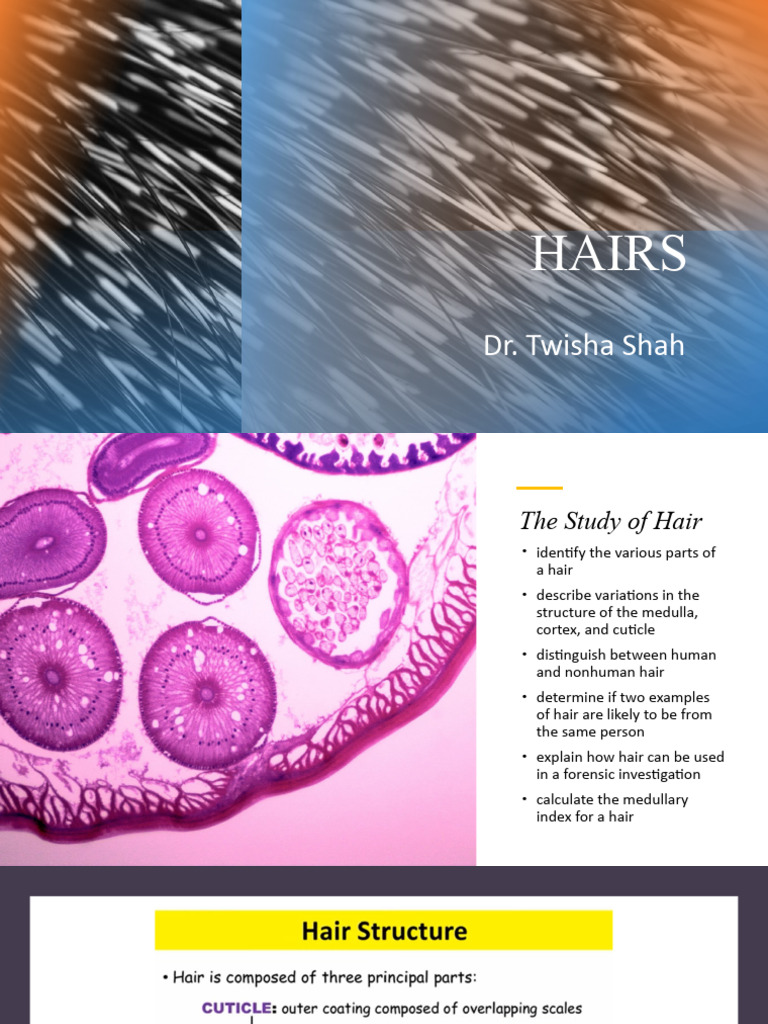 Hair | PDF | Hair | Integumentary System