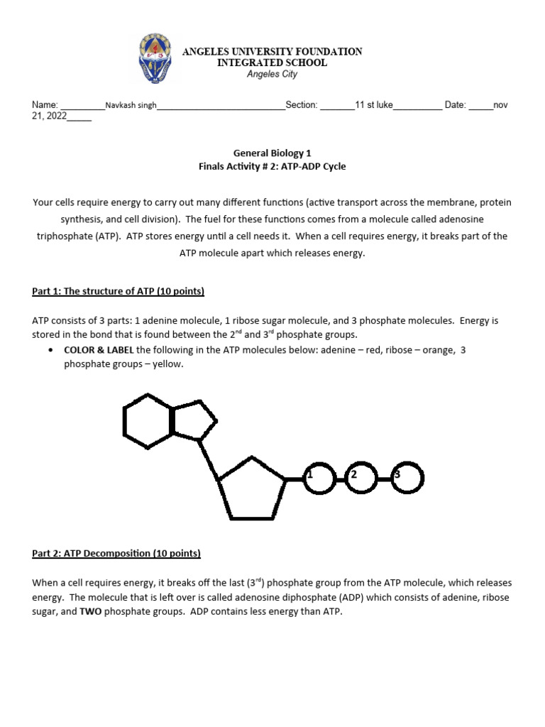 ATP - ADP Cycle Worksheet | PDF | Adenosine Diphosphate | Adenosine ...