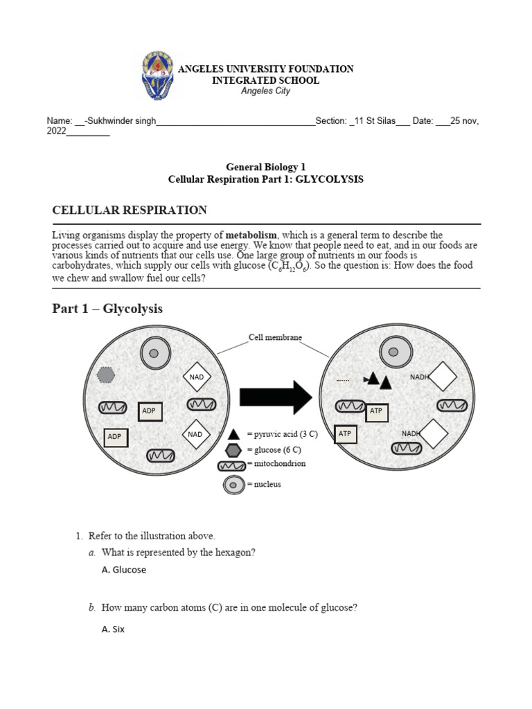 Glycolysis Worksheet Biology Pdf Cellular Respiration Glycolysis