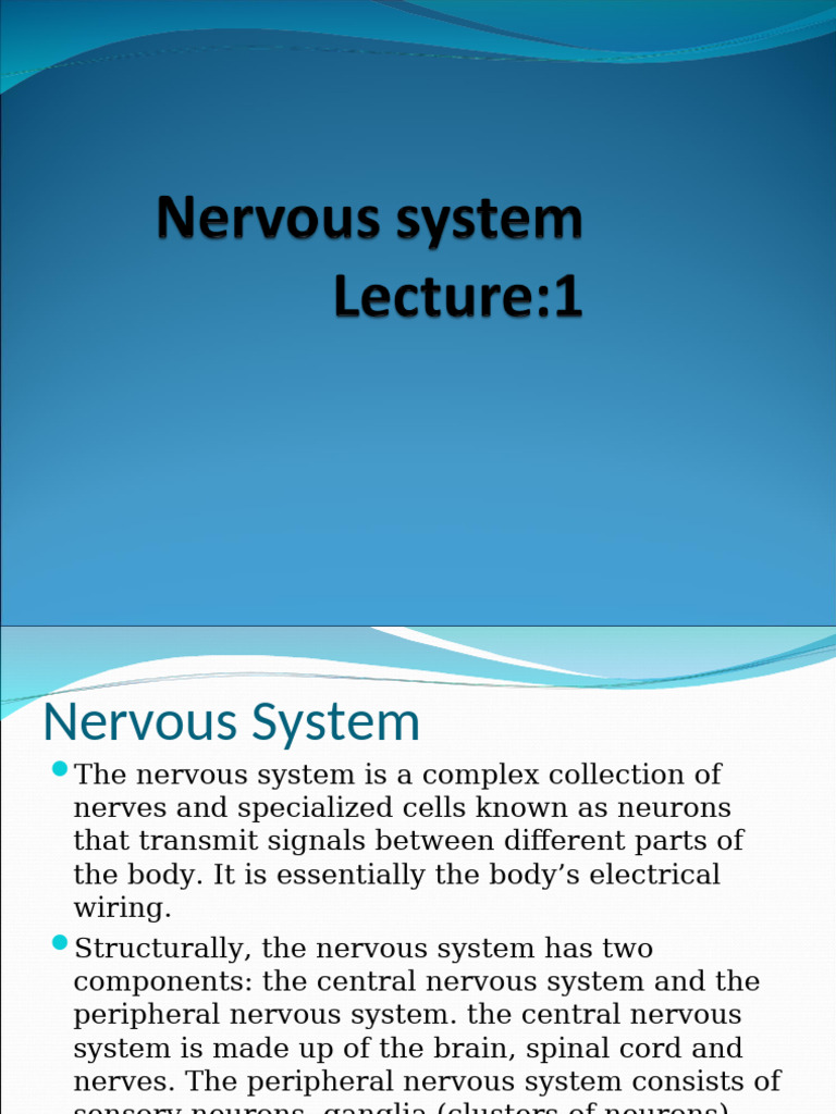 Nervous System 1 | Download Free PDF | Synapse | Neuron