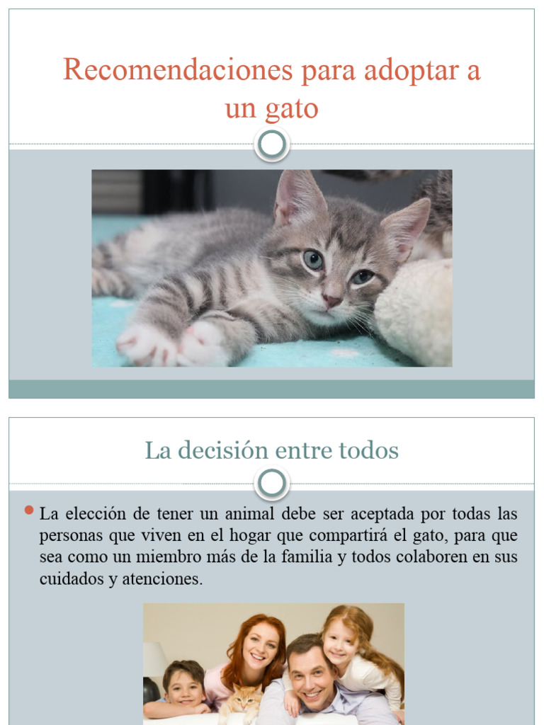 Adopción de Gatos | PDF | Gatos