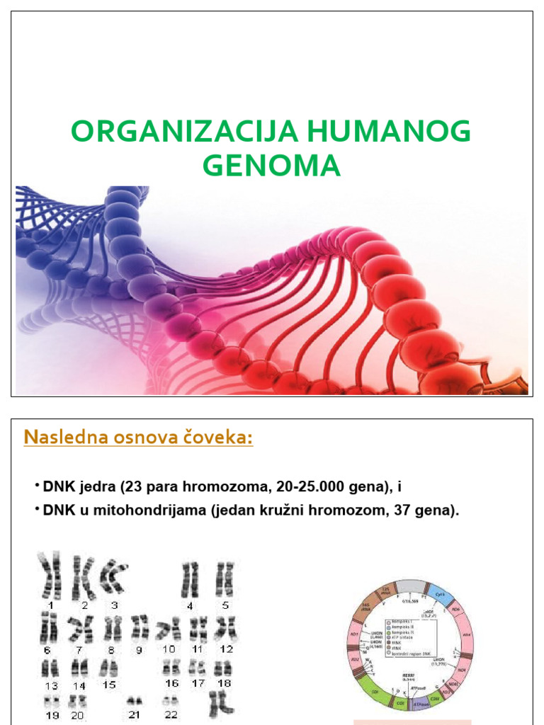 2-Organizacija Humanog Genoma - PP | PDF