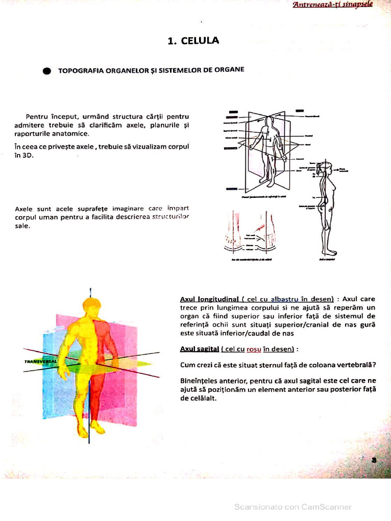 Antreneaza Sinapsele TEORIE Corint | PDF