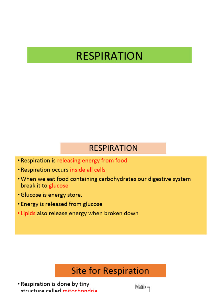 Respiration | PDF