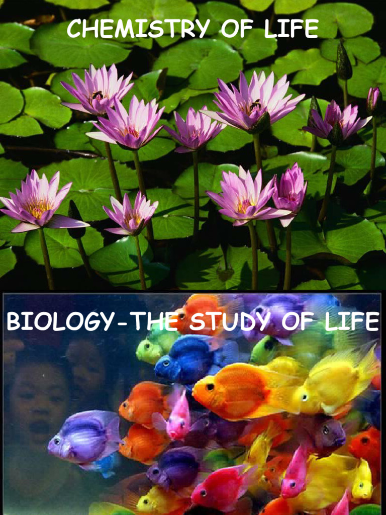 Chemistry of Life 1 | PDF