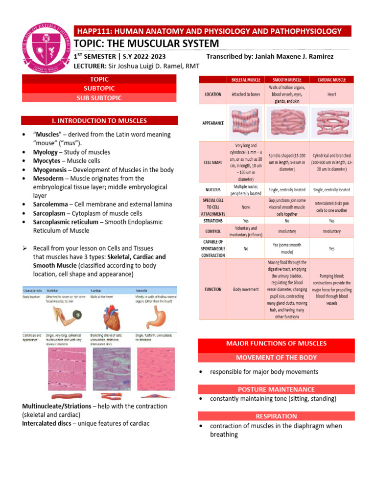 Lesson 1 - The Muscular System | PDF
