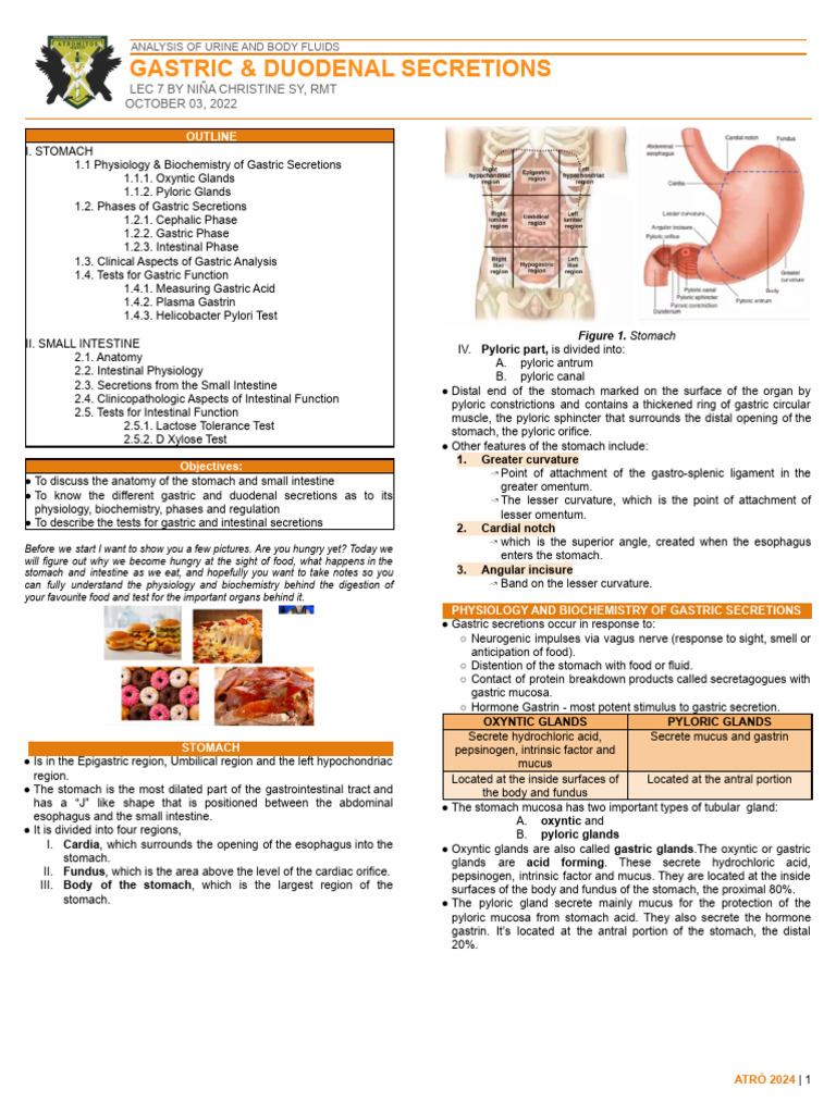 L7 - Gastric - Duodenal Secretions | PDF | Stomach | Digestion