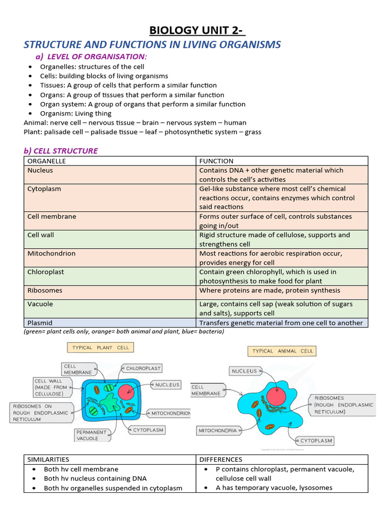 Biology Unit 2 | PDF | Lung | Digestion