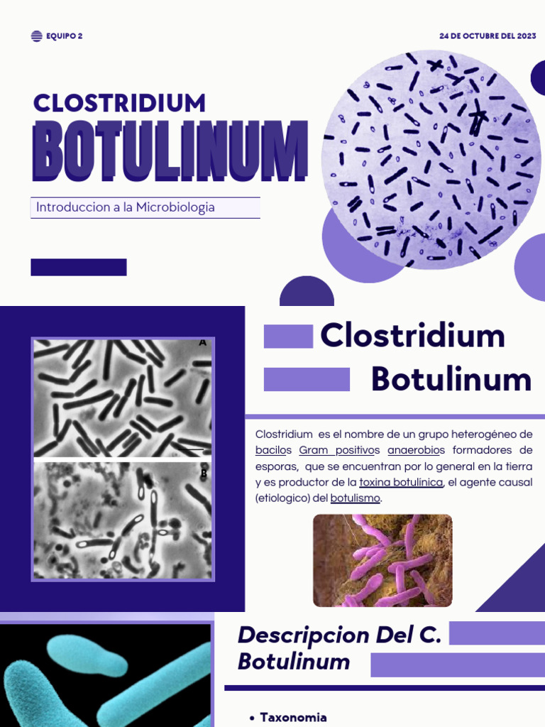 Morfología y cultivo de C. botulinum | PDF