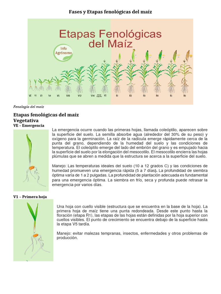 Fases y Etapas Fenológicas Del Maíz | PDF | Maíz | Hoja