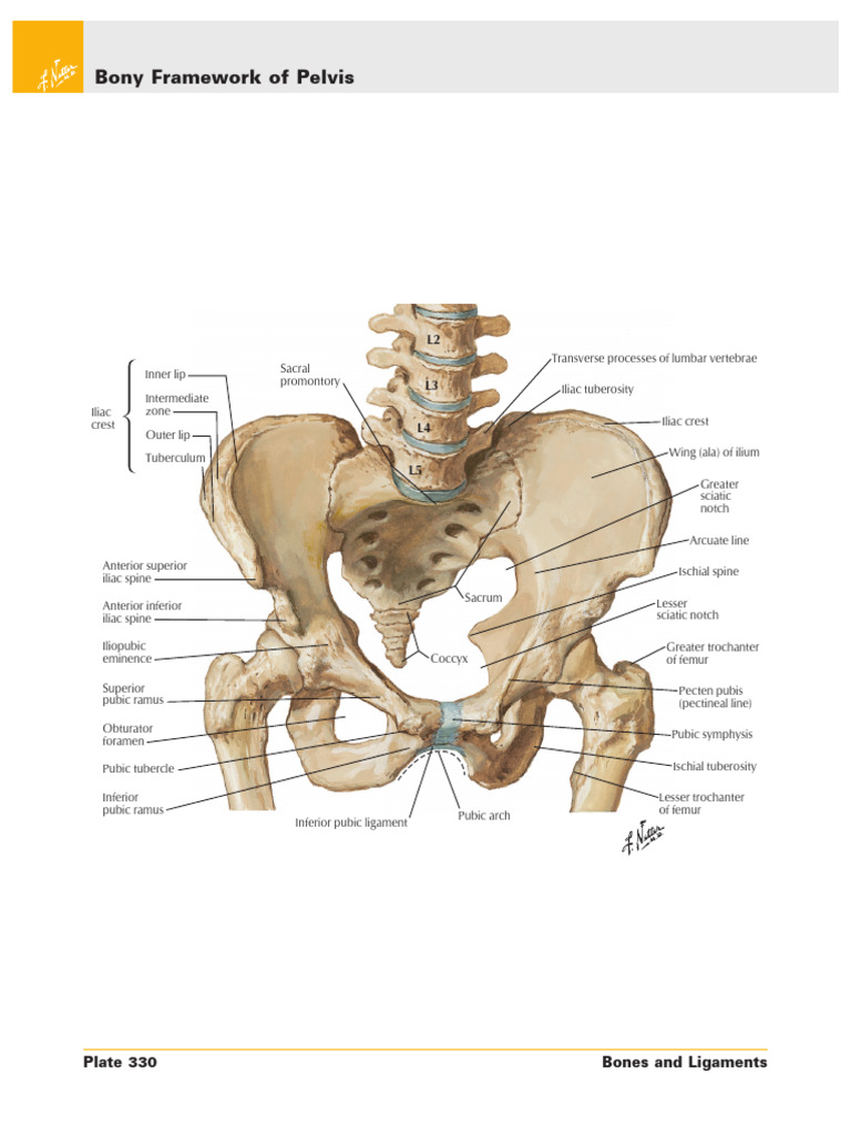 Pelvis | PDF | Pelvis | Musculoskeletal System