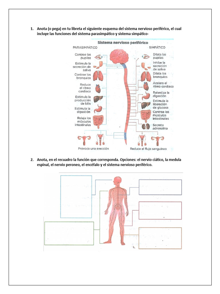 Actividad. Sistema Nervioso Periferico | PDF