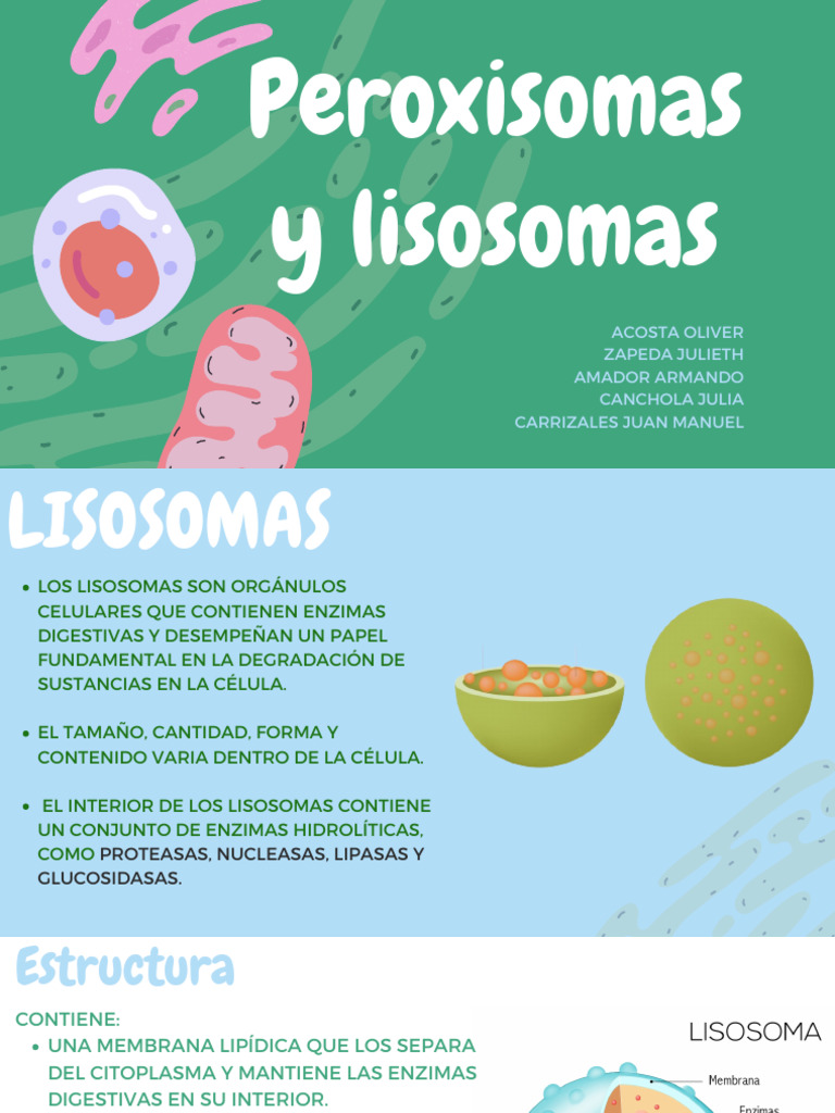 Peroxisomas y Lisosomas | PDF | Hogar, jardinería y bricolaje | Ciencia ...