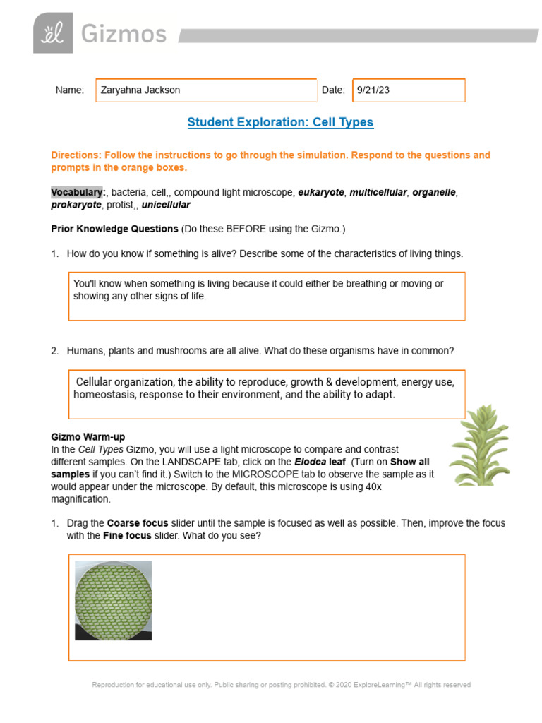 Cell Types Student Worksheet | PDF