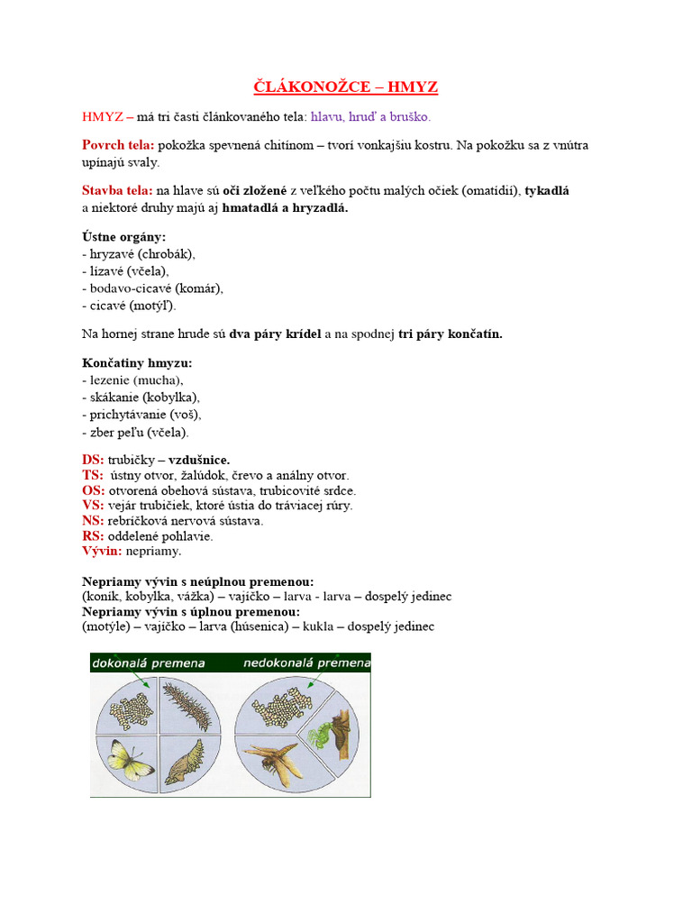 Hmyz - Poznámky - BIO - 6.ročník | PDF