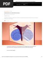 Sinistral and Dextral | PDF | Symmetry | Nature