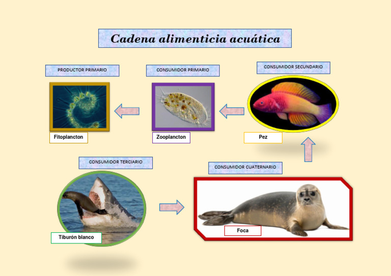 Cadena Alimenticia Acuática Simplificada | PDF