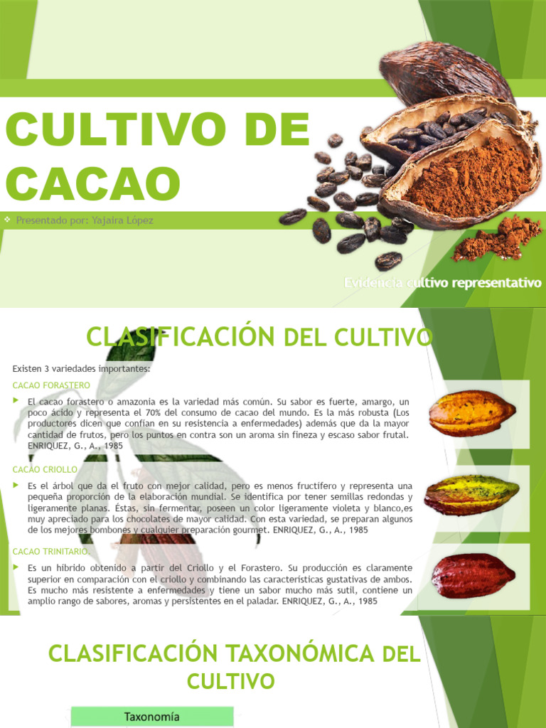 Cultivo de Cacao | PDF | Chocolate | Industria de alimentos