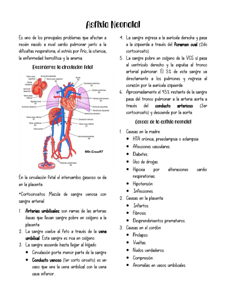 Asfixia Neonatal | PDF | Feto | Sistema circulatorio