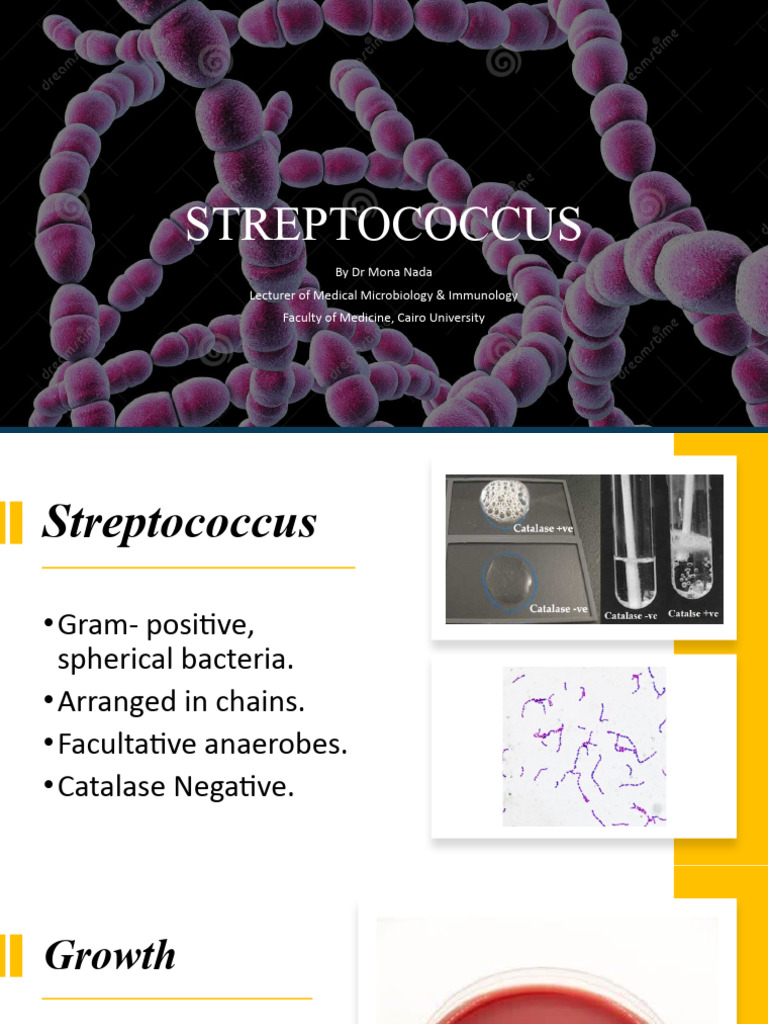 STREPTOCOCCUS Dentistry Lecture | PDF