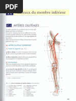 Vascularisation Du Membre Inferieur | PDF | Main | Jambe humaine