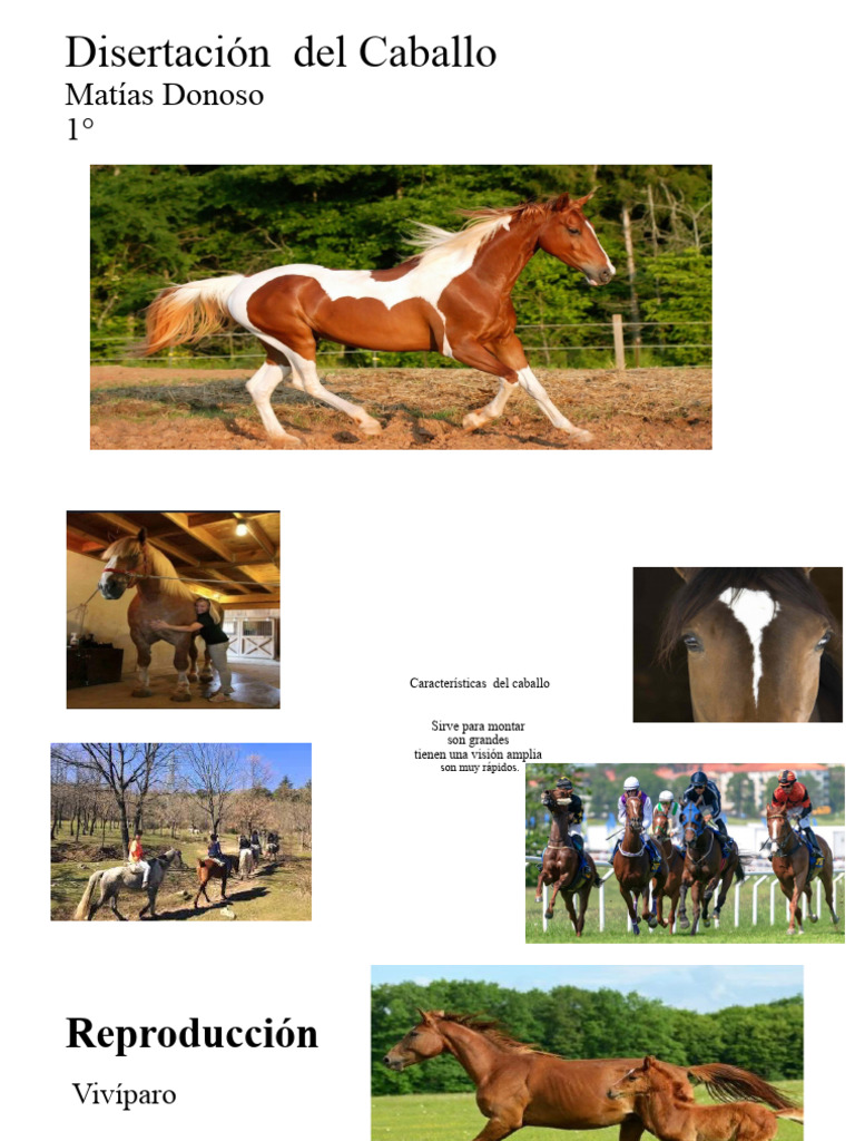 Disertación Del Caballo | PDF