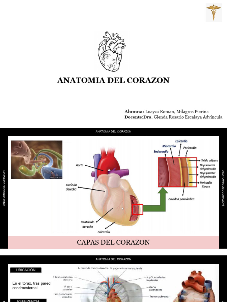Anatomia Del Corazon | PDF | Corazón | Ventrículo (corazón)