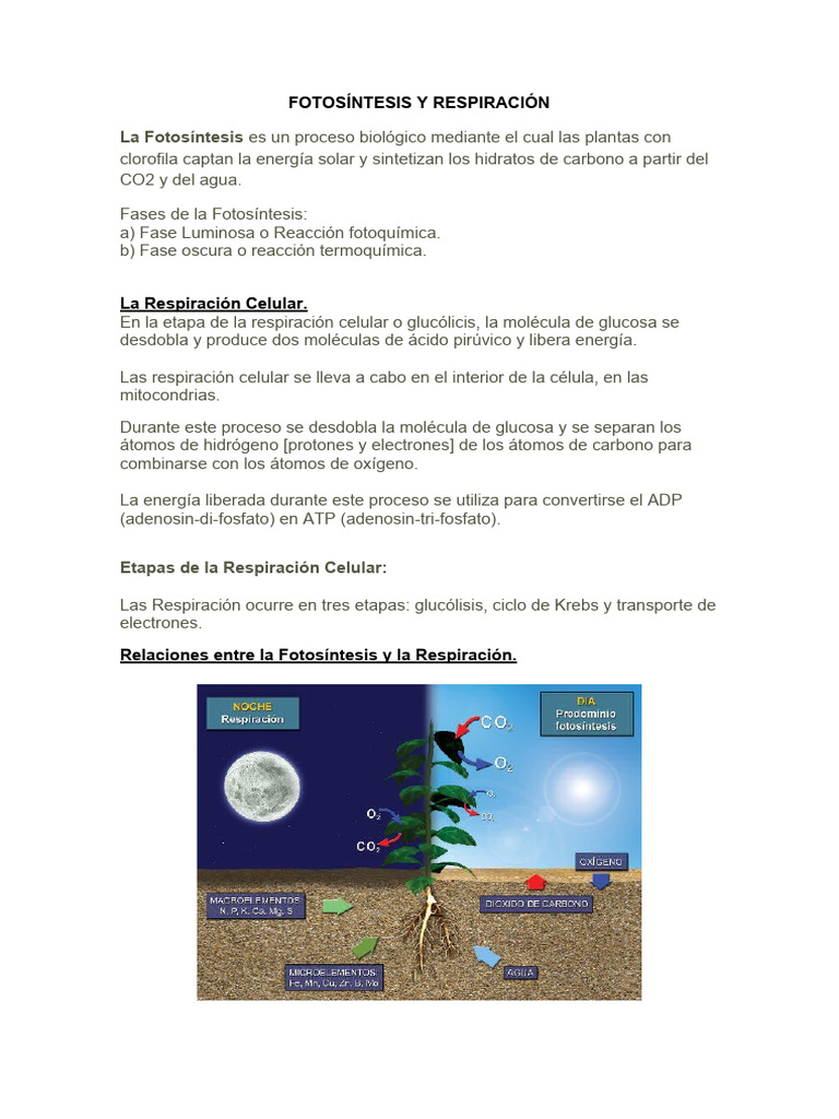 Relación Entre La Fotosíntesis Y El Ciclo De Respiración Celular