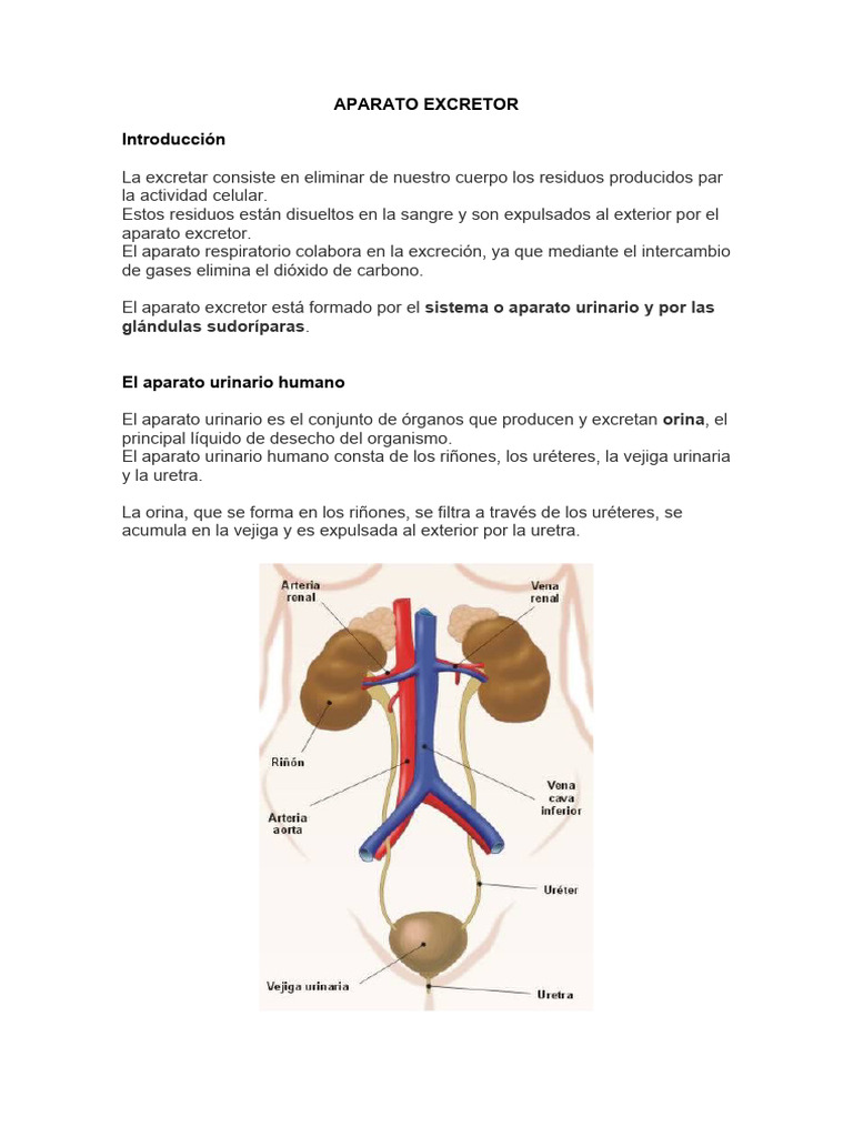 8-Aparato Excretor | PDF | Sistema urinario | Riñón