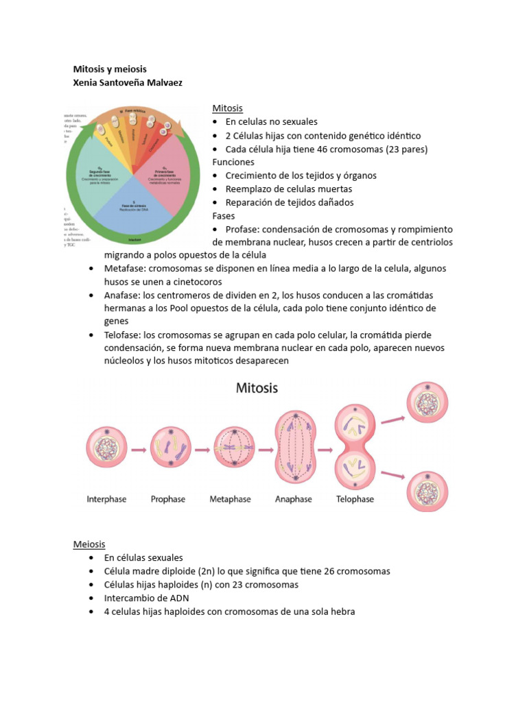 Mitosis y Meiosis | PDF | Mitosis | Mitosis