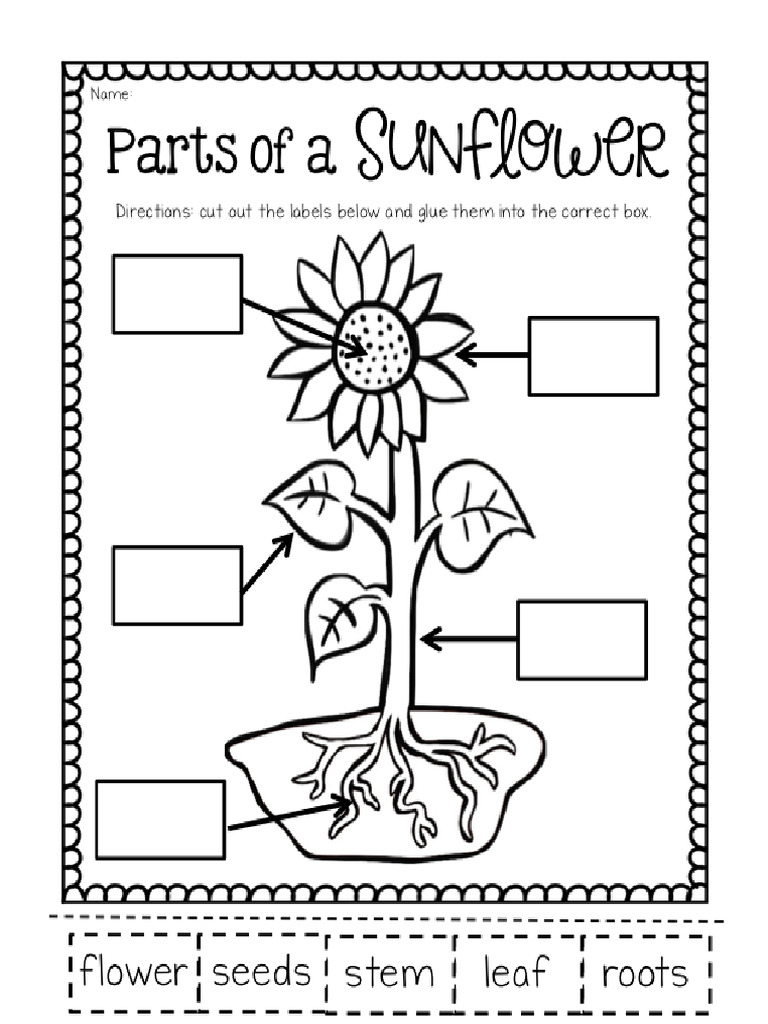 Parts of Sunflower (Plant) | PDF