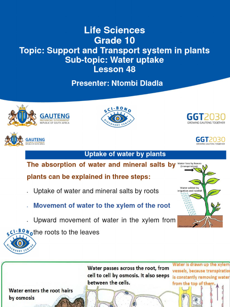 Life Sciences Gr.10 Lesson 48 Support and Transport System in Plants ...
