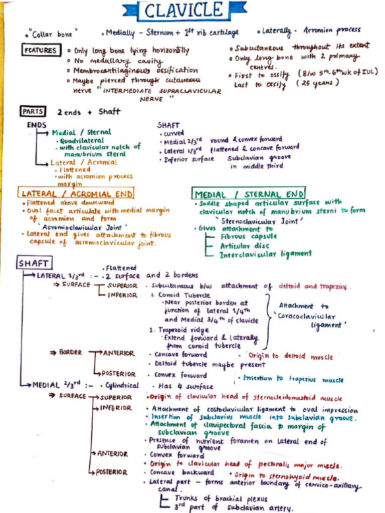 Upper Limb Bones Short Notes | PDF | Musculoskeletal System | Limbs ...