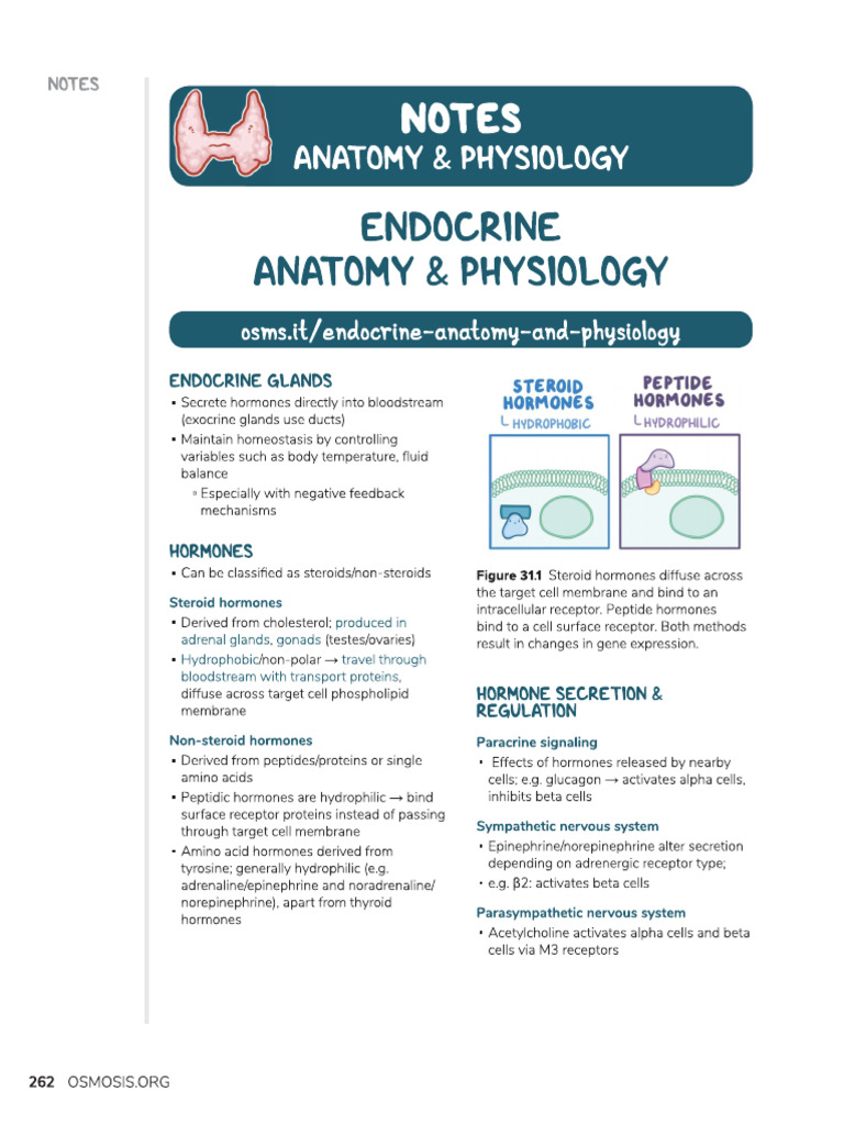 Endocrine Physiology | PDF