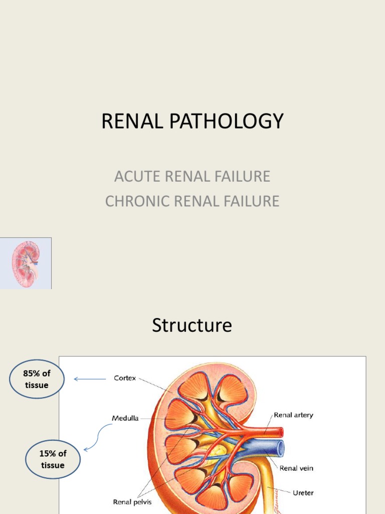 Renal Pathology | Kidney | Renal Function