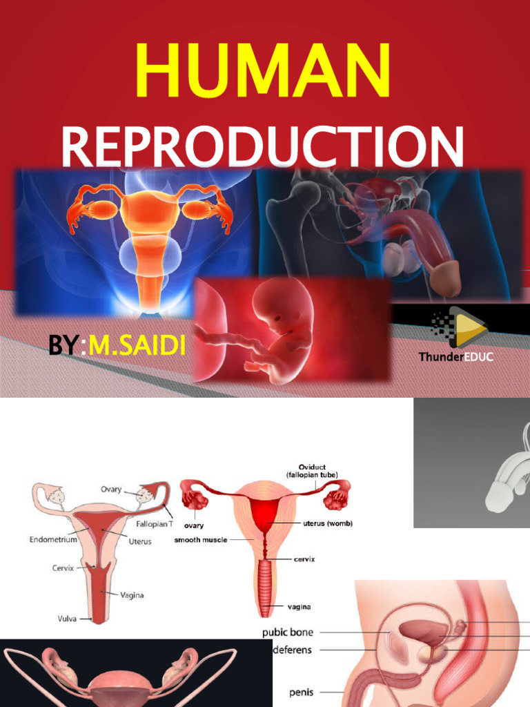 Human Reproduction | PDF | Menstrual Cycle | Ovary