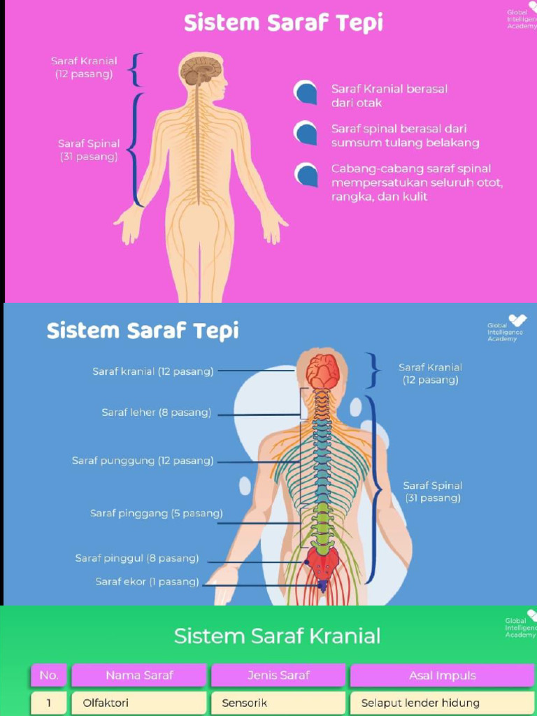 Sistem Saraf Tepi | PDF