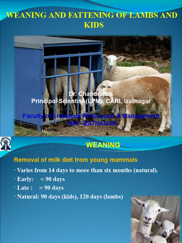LPM-UNIT-III-17 Weaning Fattening | PDF | Sheep | Weaning