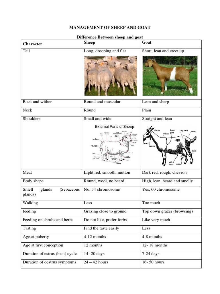 Chapter 18 MANAGEMENT OF SHEEP AND GOAT | PDF | Tooth | Sheep