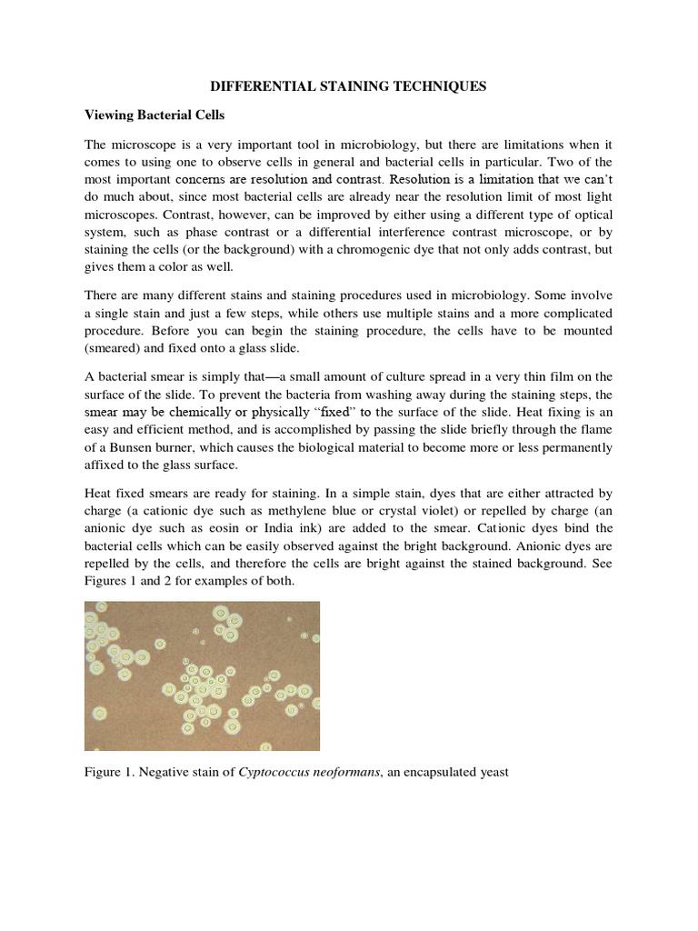 Differential Staining Techniques MCB 222 | PDF | Staining | Bacteria