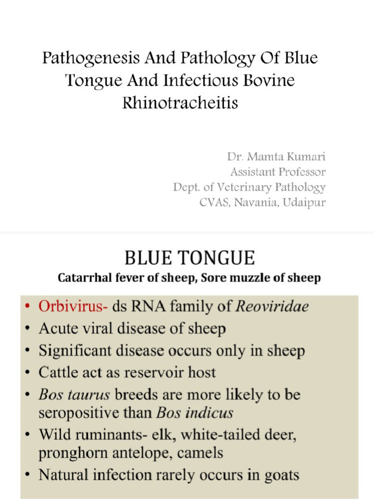 Blue Tongue and IBR | PDF