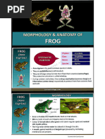 Class XI Morphology and Anatomy of Frog | PDF | Digestion ...